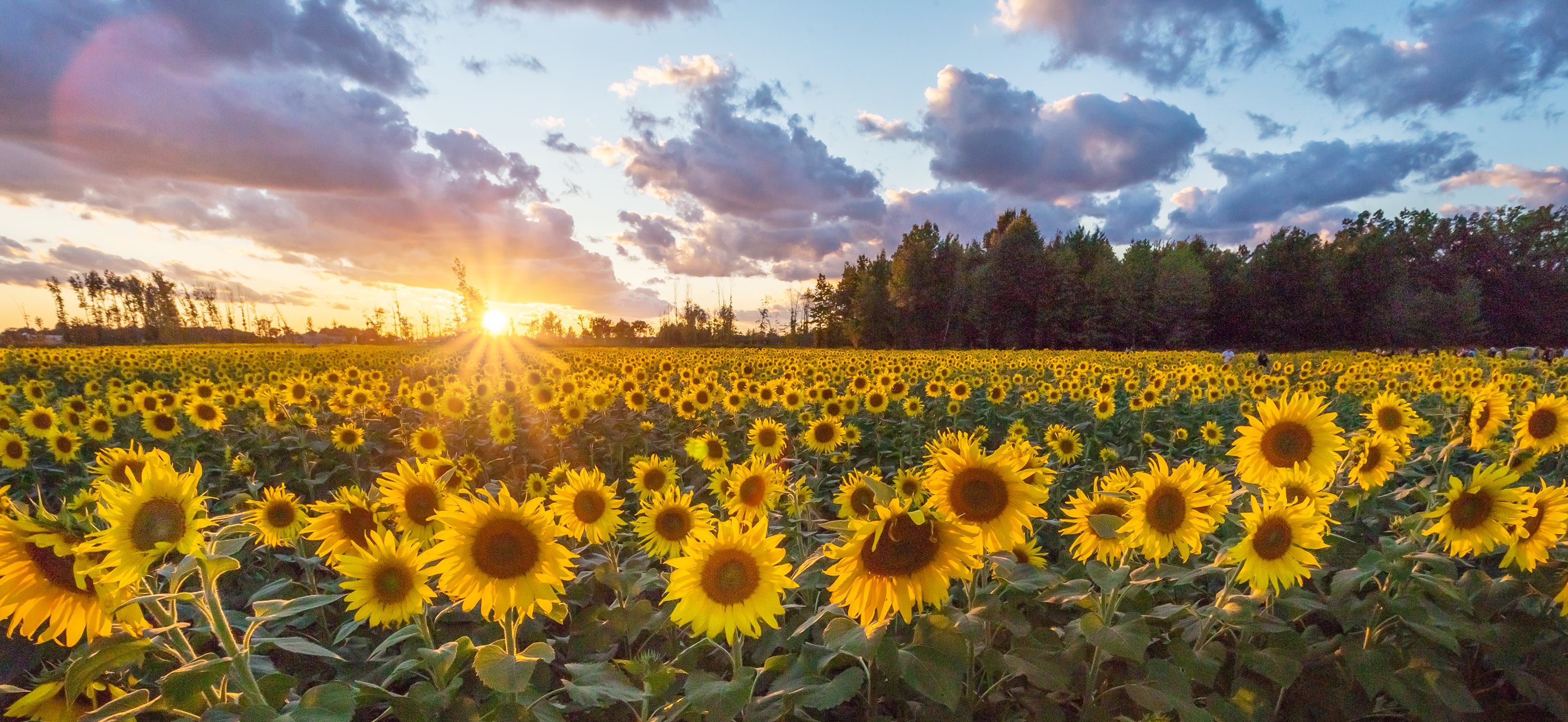 This Magnificent Sunflower Field In Ohio Is As Unexpected As It Is ...