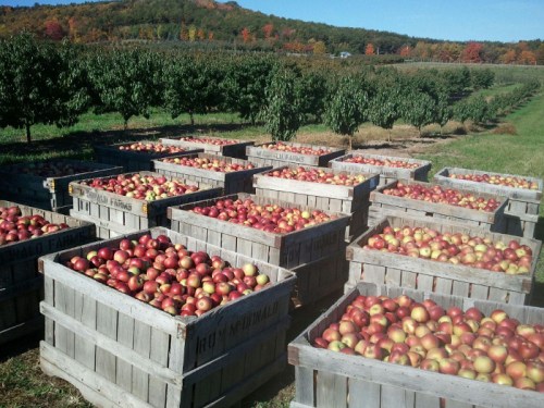 4 Best Apple Orchards In West Virginia For A Fall Day
