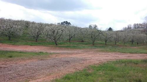 5 Best Orchards For Apple Picking In South Carolina