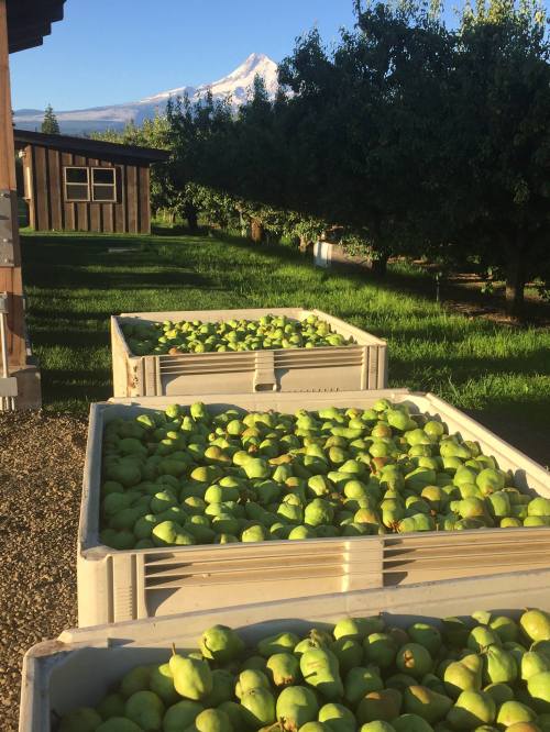 The 5 Best Apple Orchards Near Portland