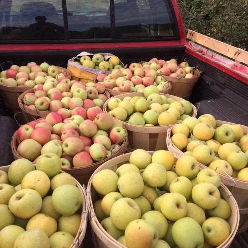 5 Best Orchards For Apple Picking In South Carolina