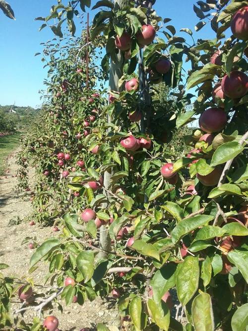 9 Of The Best Spots For Apple Picking In Rhode Island