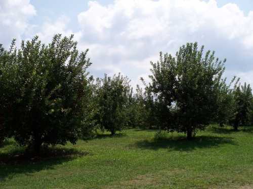 5 Best Orchards For Apple Picking In South Carolina