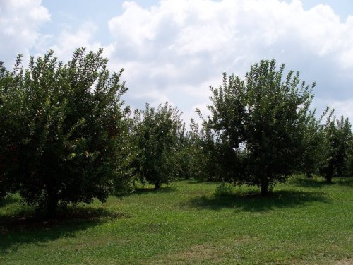 5 Best Orchards For Apple Picking In South Carolina