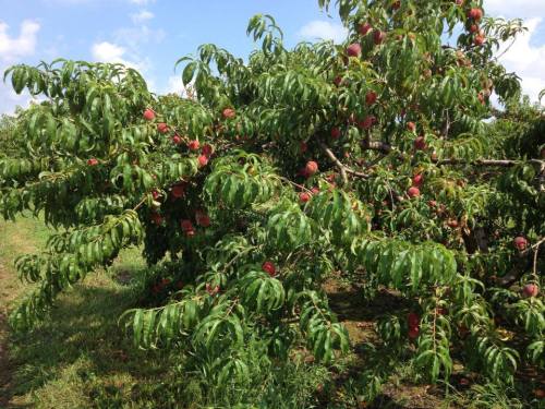 Apple Orchards In Kentucky: These 12 Are Perfect For A Fall Day