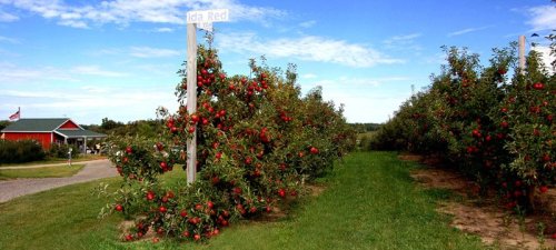 Best Apple Orchards: Apple Picking In Michigan