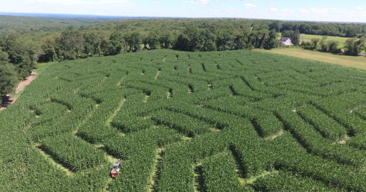 Get Lost In These 10 Awesome Corn Mazes In Connecticut This Fall