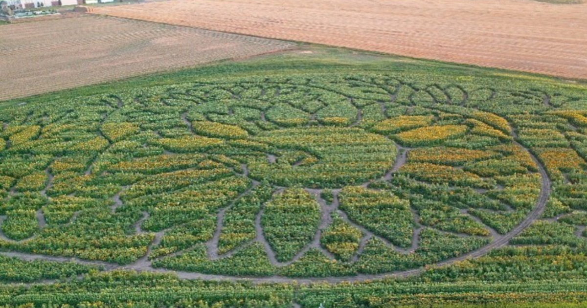 10 Of The Best Corn Mazes In Idaho