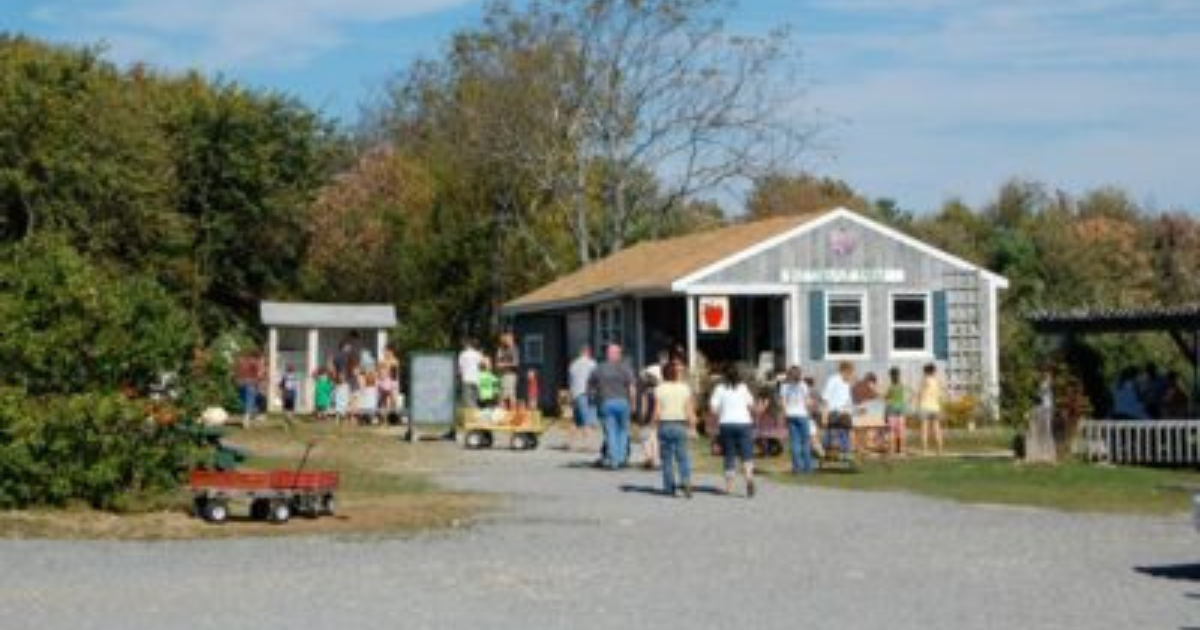 Here Are The Best New Hampshire Apple Cider Donuts