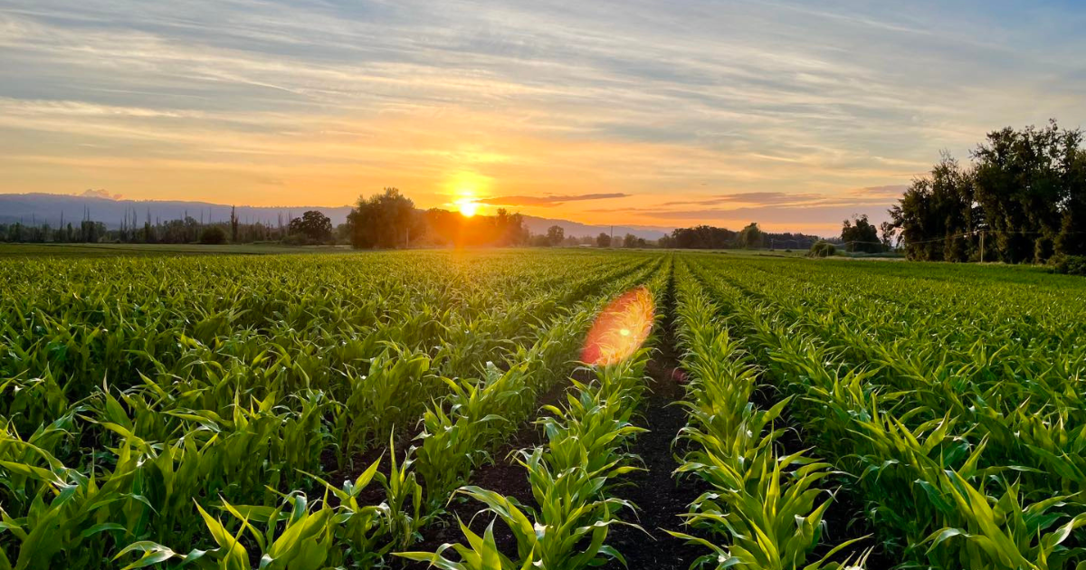 Get Lost In These 6 Awesome Corn Mazes Around Portland This Fall