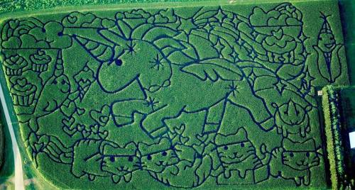 Check Out The Best Corn Mazes In Wisconsin For Some Fall Fun