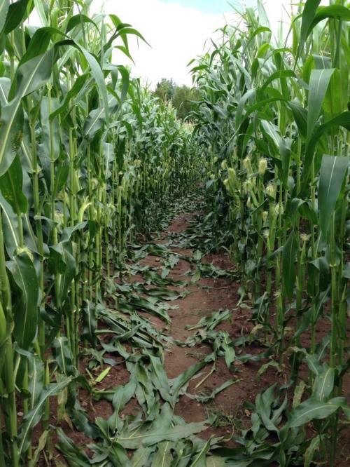 Check Out The Best Corn Mazes In Wisconsin For Some Fall Fun