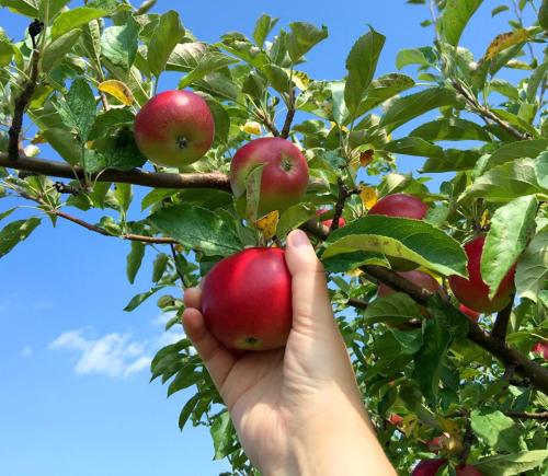 The 10 Best Apple Orchards in Wisconsin