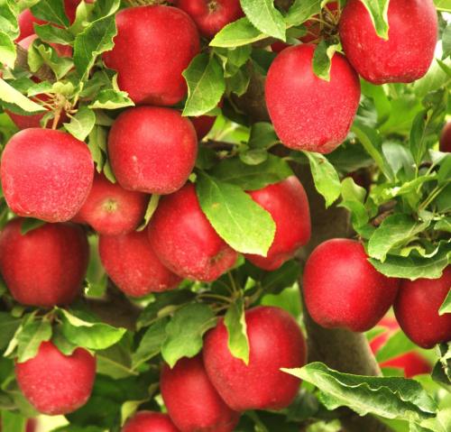 The 10 Best Apple Orchards in Wisconsin