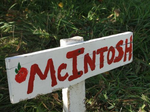 The 10 Best Apple Orchards in Wisconsin