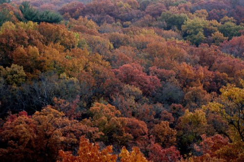 Take This Spectacular Fall Color Drive In Illinois
