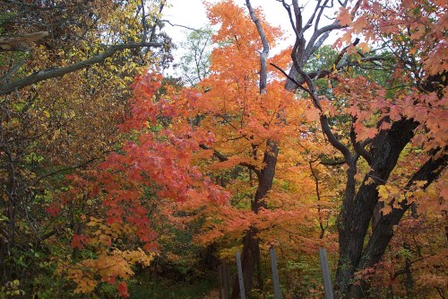 Take This Spectacular Fall Color Drive In Illinois