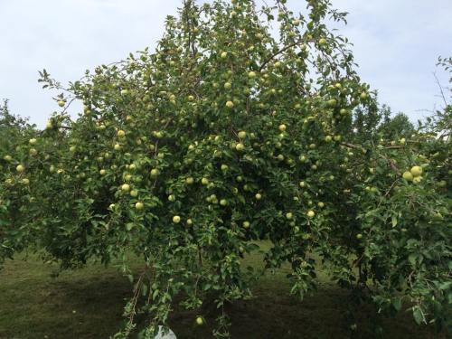 These 10 Farms Are The Best Apple Orchards In Iowa