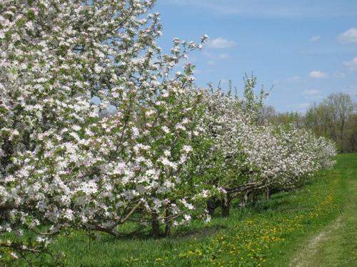 These 10 Farms Are The Best Apple Orchards In Iowa