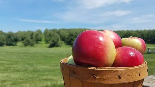 These 10 Farms Are The Best Apple Orchards In Iowa