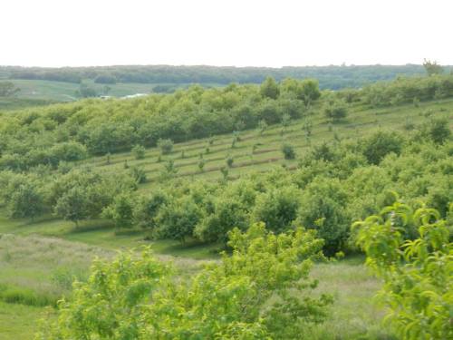 These 10 Farms Are The Best Apple Orchards In Iowa