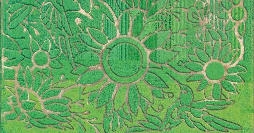 9 Of The Best Corn Mazes In Indiana To Explore This Fall
