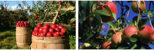 These 10 Farms Are The Best Apple Orchards In Iowa