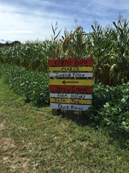 7 Of The Best Corn Mazes In Tennessee
