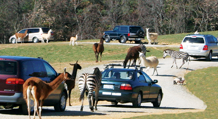 Virginia Safari Park: A Drive-Through Animal Encounter In Virginia