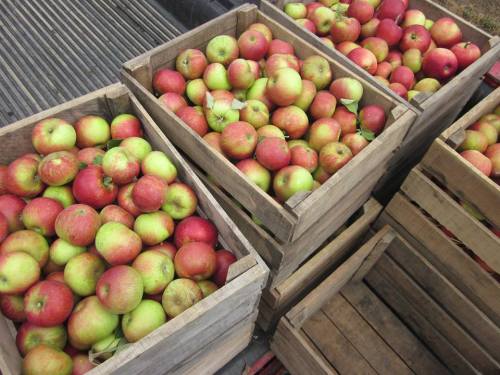 10 Best Apple Orchards In Indiana For A Fall Day