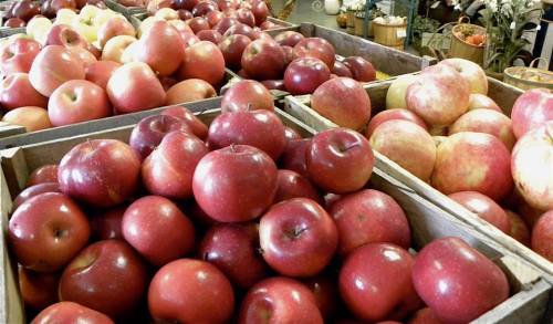 10 Best Apple Orchards In Indiana For A Fall Day