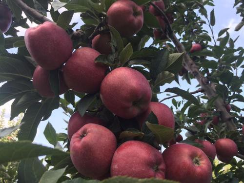 10 Best Apple Orchards In Indiana For A Fall Day