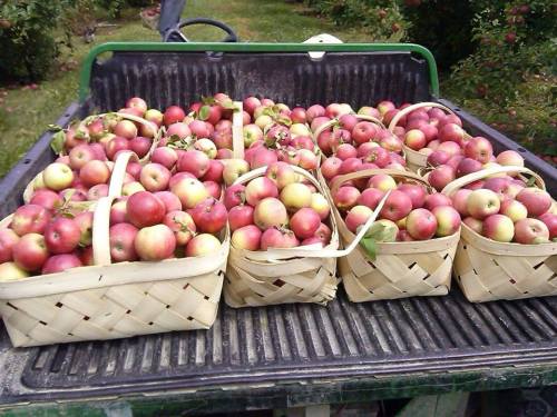 10 Best Apple Orchards In Indiana For A Fall Day