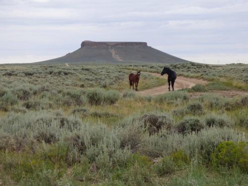 Explore the Pilot Butte Wild Horse Scenic Tour in Wyoming