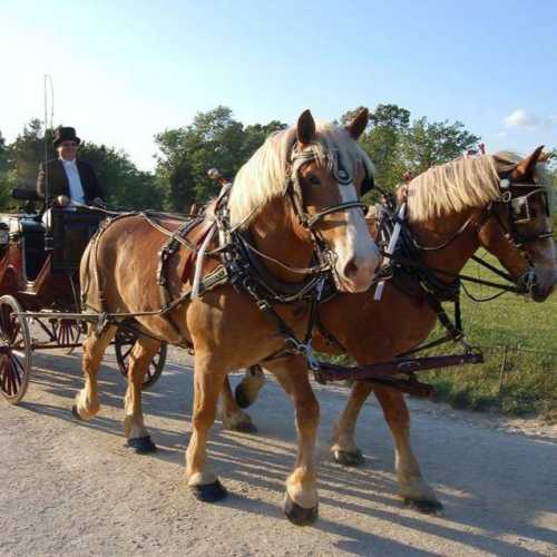 7 Magical Horse Drawn Carriage Rides In Virginia