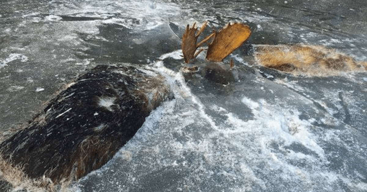 Only Here Can You Find Two Moose In Alaska Frozen In Time