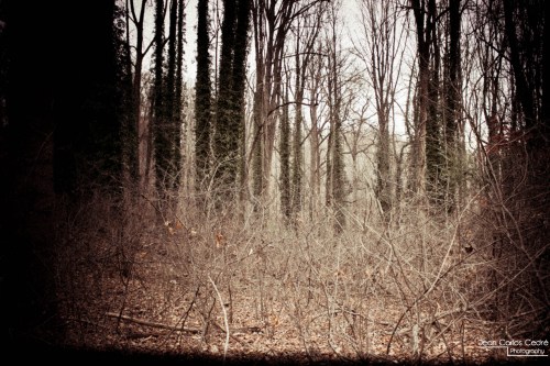 Leakin Park In Baltimore Maryland Has A Dark History