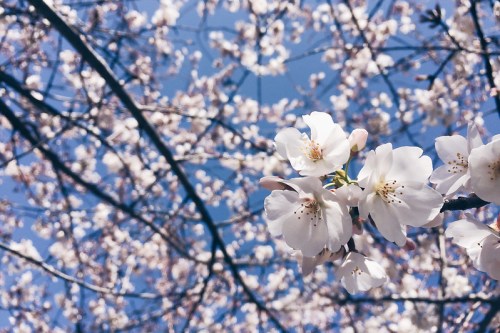 15 Reasons Not To Move To Tennessee