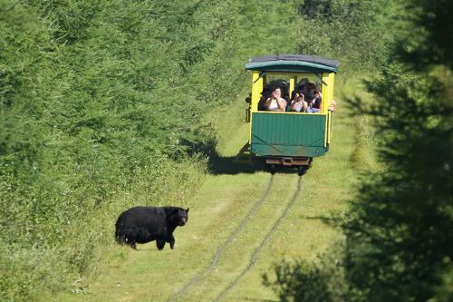 Hop Aboard 6 Of The Best Scenic Train Rides In Michigan ASAP