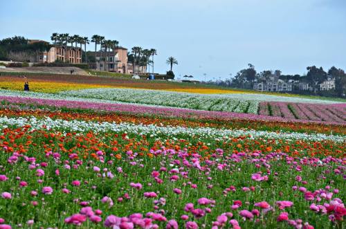 This Breathtaking Flower Farm In Southern California Will Stun