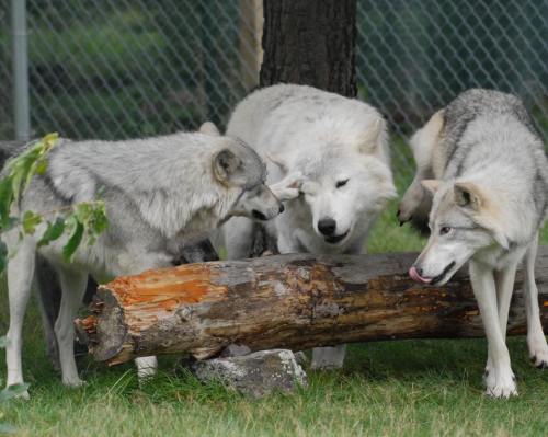 Not Many People Know About This Wolf Sanctuary In New York