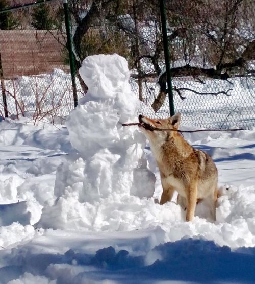 Not Many People Know About This Wolf Sanctuary In New York