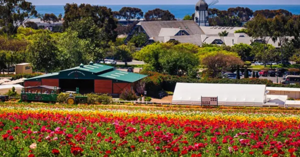 This Breathtaking Flower Farm In Southern California Will Stun