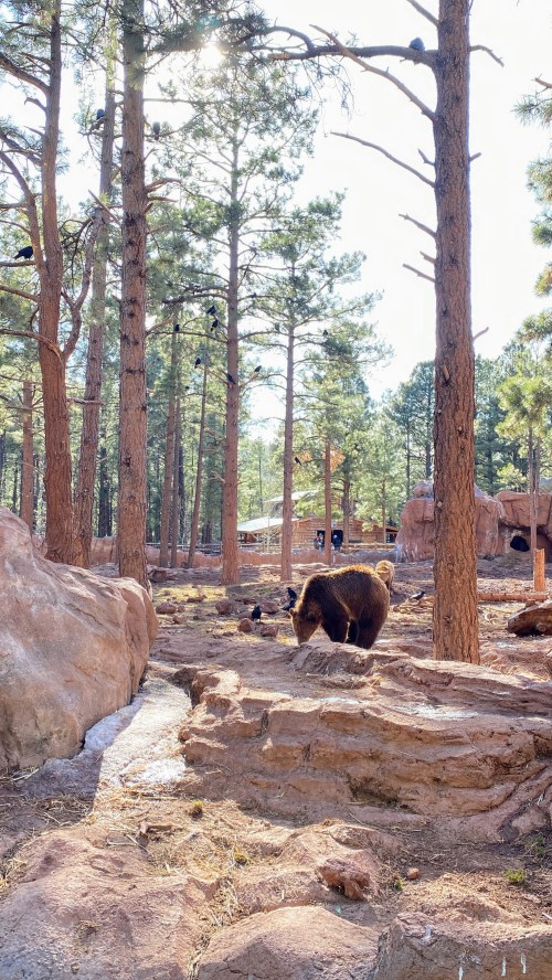 Bearizona Park: Visit This Unforgettable Wildlife Park In Arizona