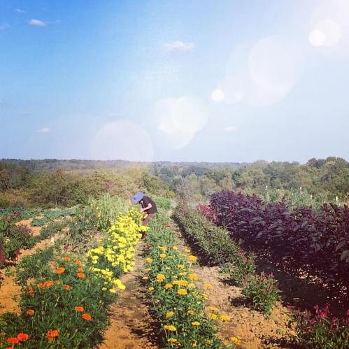 9 Gorgeous Flower Fields in Kentucky