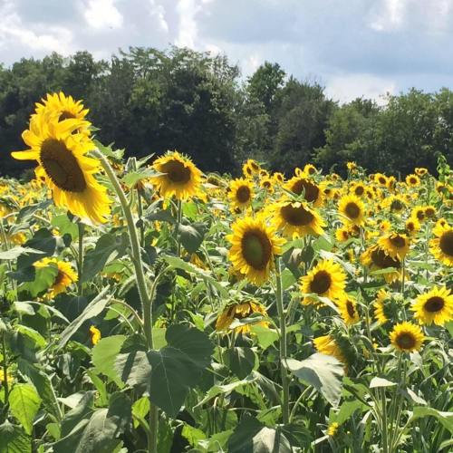 9 Gorgeous Flower Fields in Kentucky