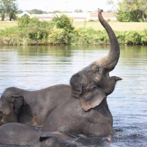 You’ll Never Forget A Visit To This Elephant Ranch In Oklahoma