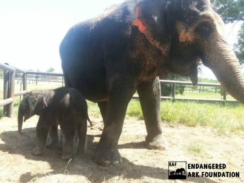 You’ll Never Forget A Visit To This Elephant Ranch In Oklahoma