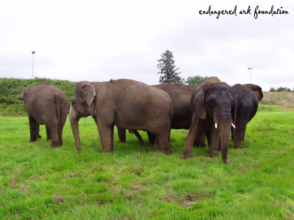 You’ll Never Forget A Visit To This Elephant Ranch In Oklahoma