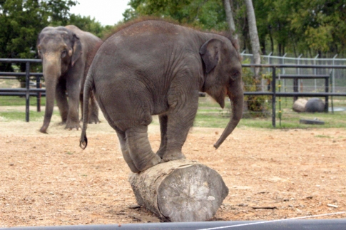You’ll Never Forget A Visit To This Elephant Ranch In Oklahoma